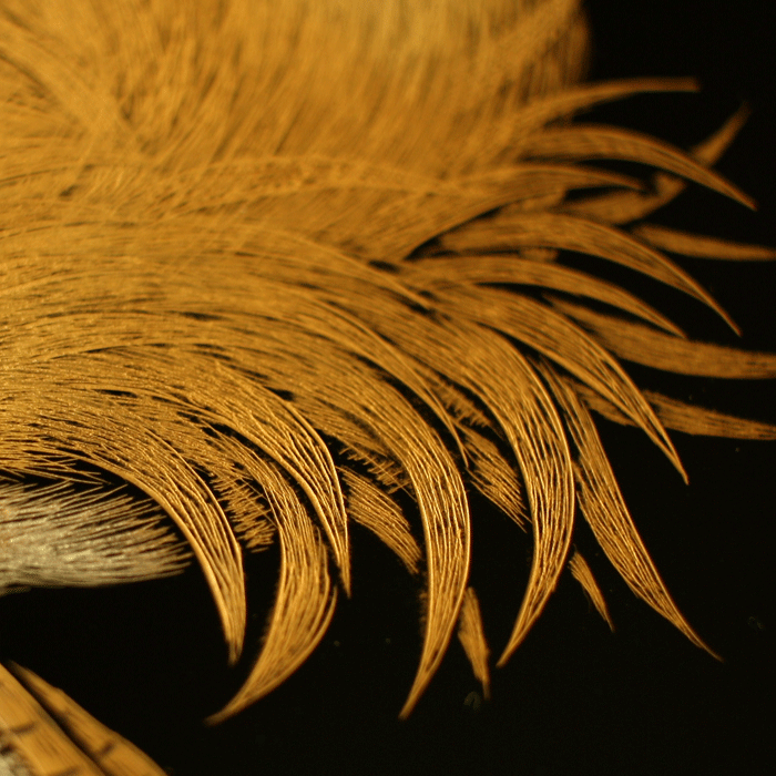 Sailor Limited Edition Hawk